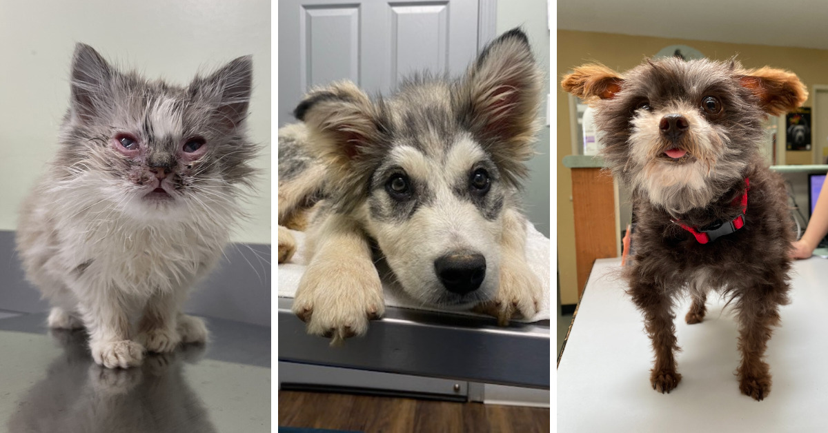 Sample Page - BC SPCA - Medical Emergency