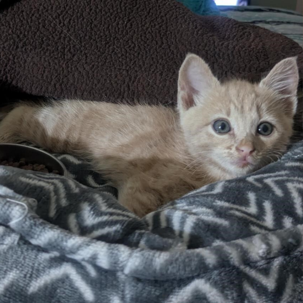 Hunbun - BC SPCA - Medical Emergency