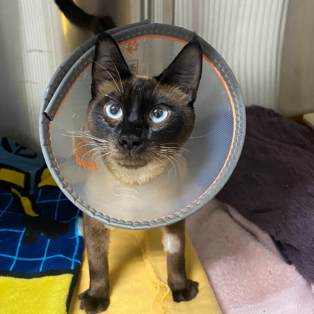 Wallaby - BC SPCA - Medical Emergency