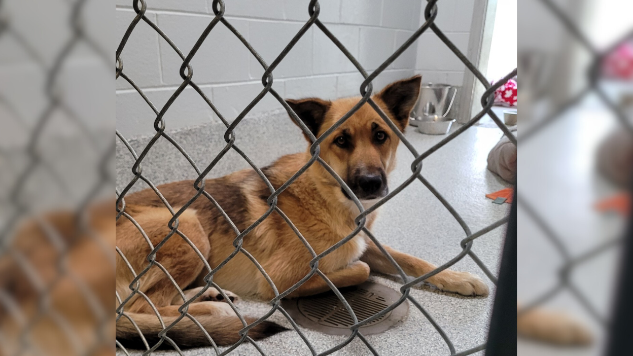 Heidi Bc Spca Medical Emergency
