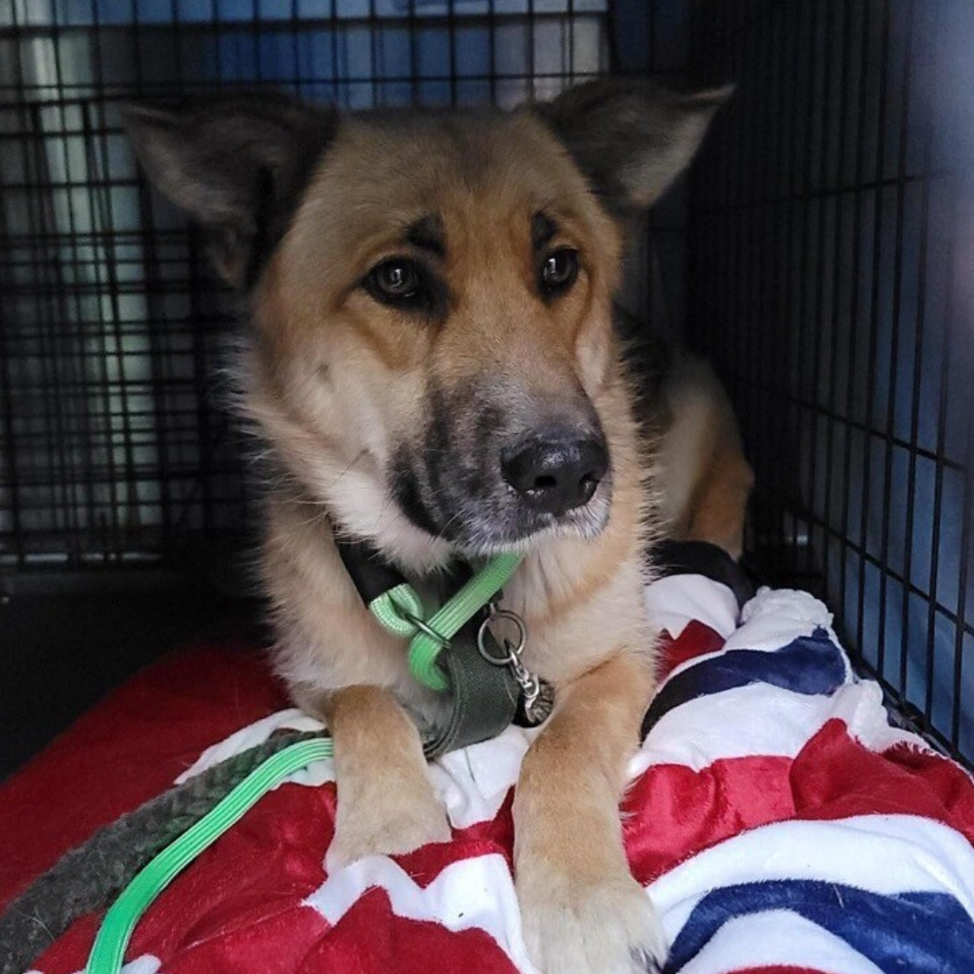 Heidi Bc Spca Medical Emergency