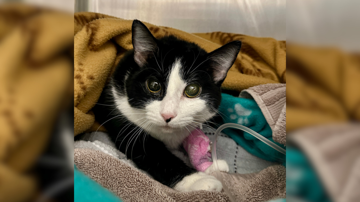 Galaxy - BC SPCA - Medical Emergency