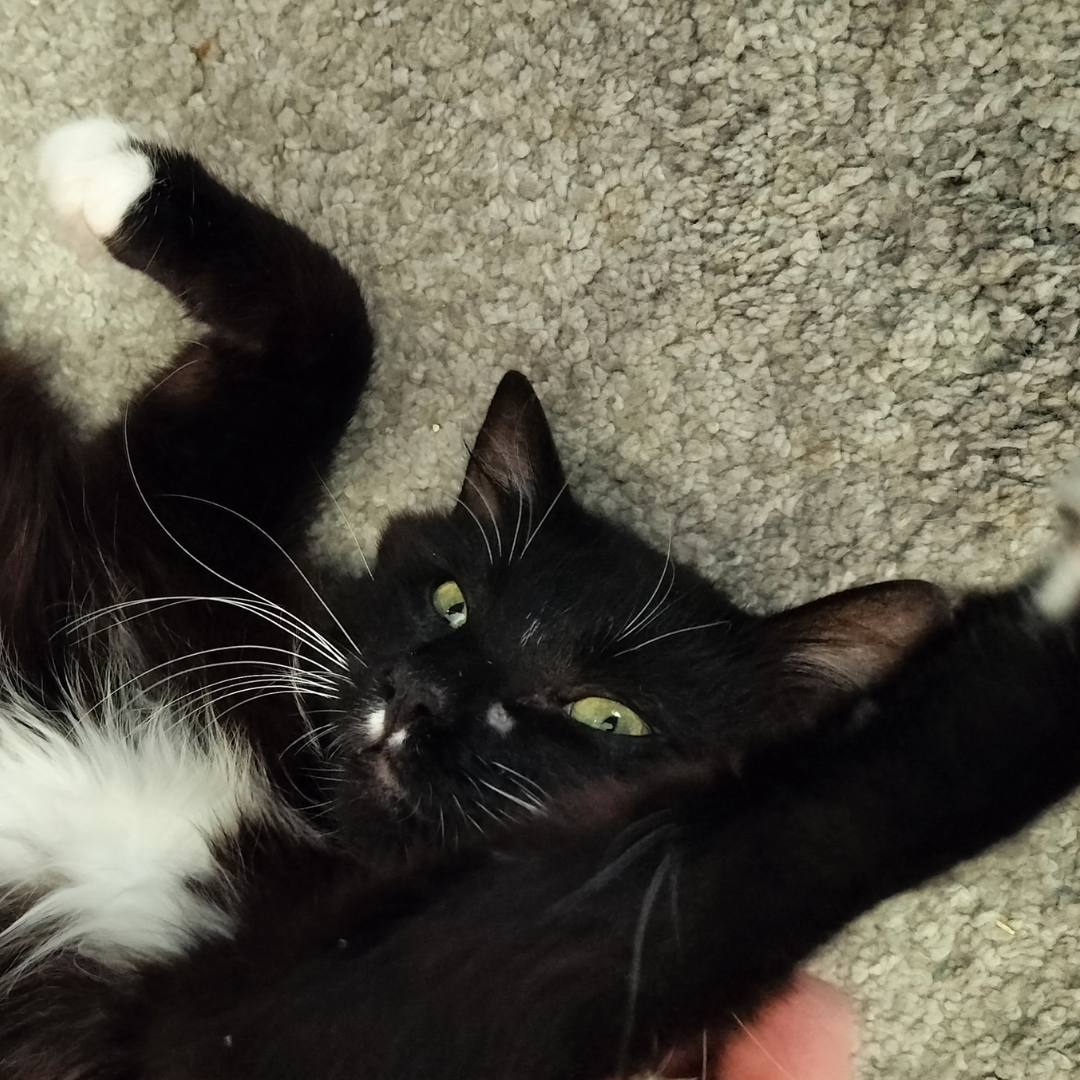 Pablo - BC SPCA - Medical Emergency