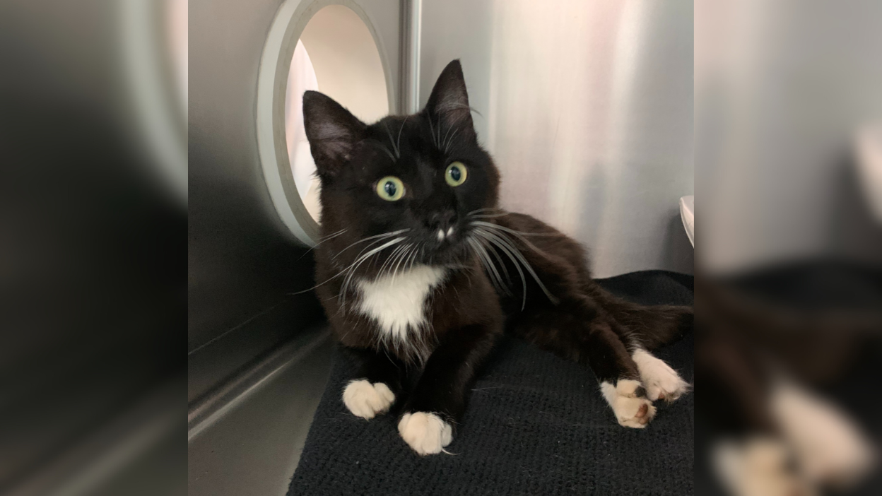 Pablo - BC SPCA - Medical Emergency