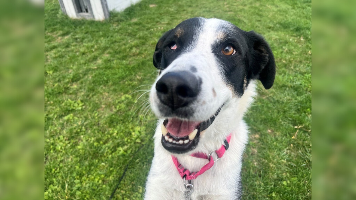 Sally - BC SPCA - Medical Emergency