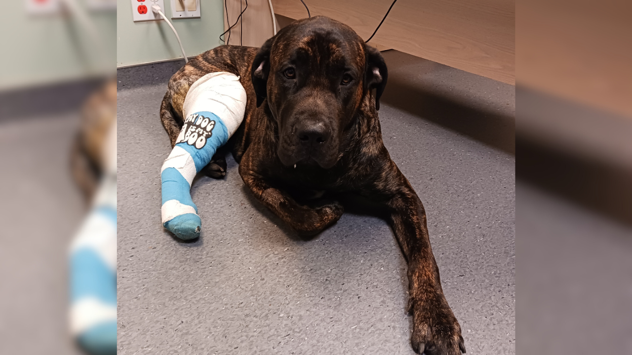 Yogi - BC SPCA - Medical Emergency