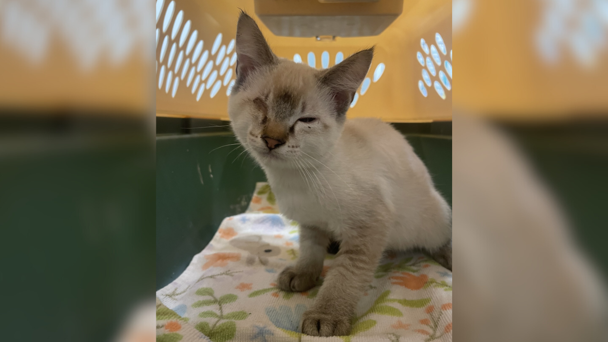 Gus Gus - BC SPCA - Medical Emergency