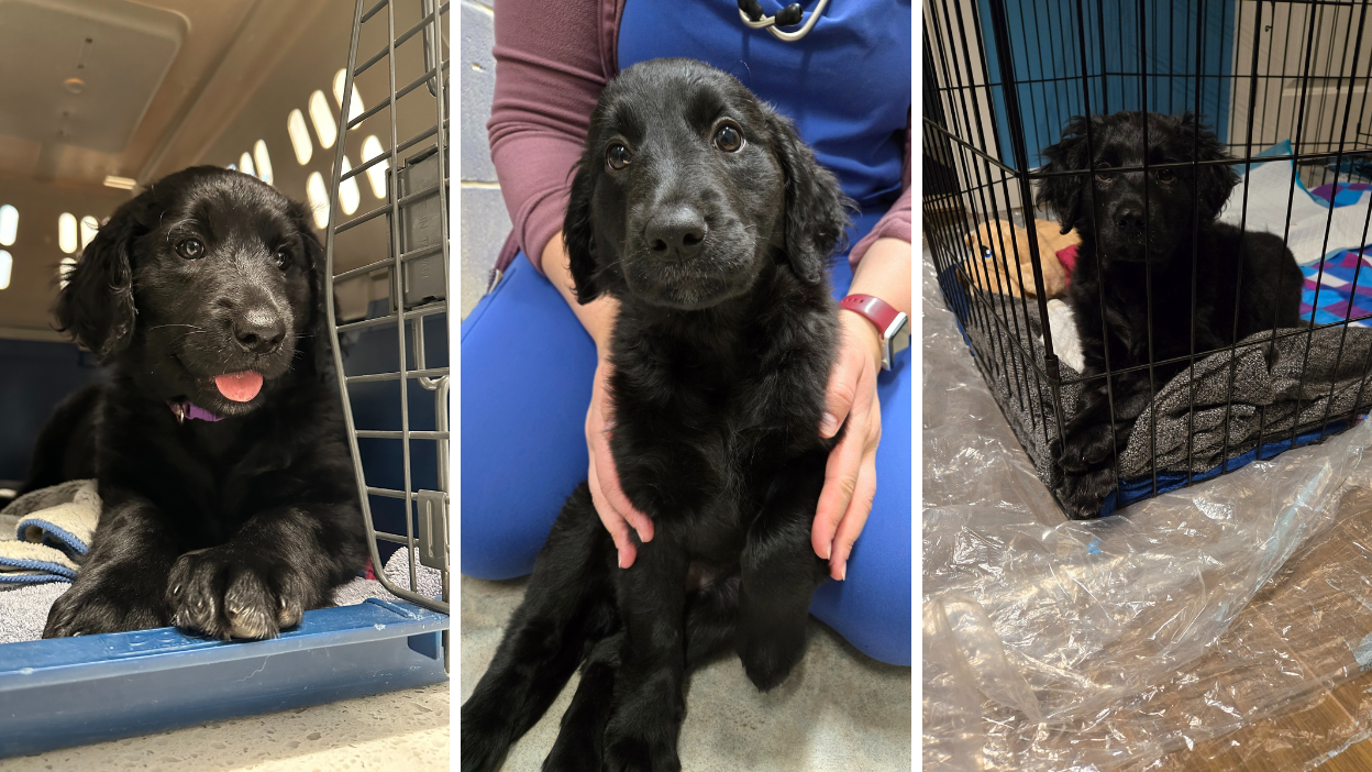 Heidi Bc Spca Medical Emergency