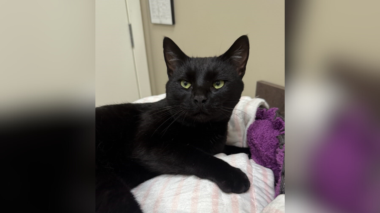 Loyde - BC SPCA - Medical Emergency