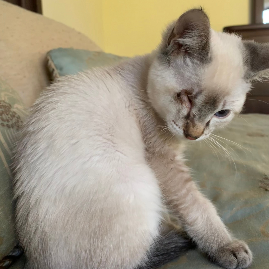 Gus Gus - BC SPCA - Medical Emergency