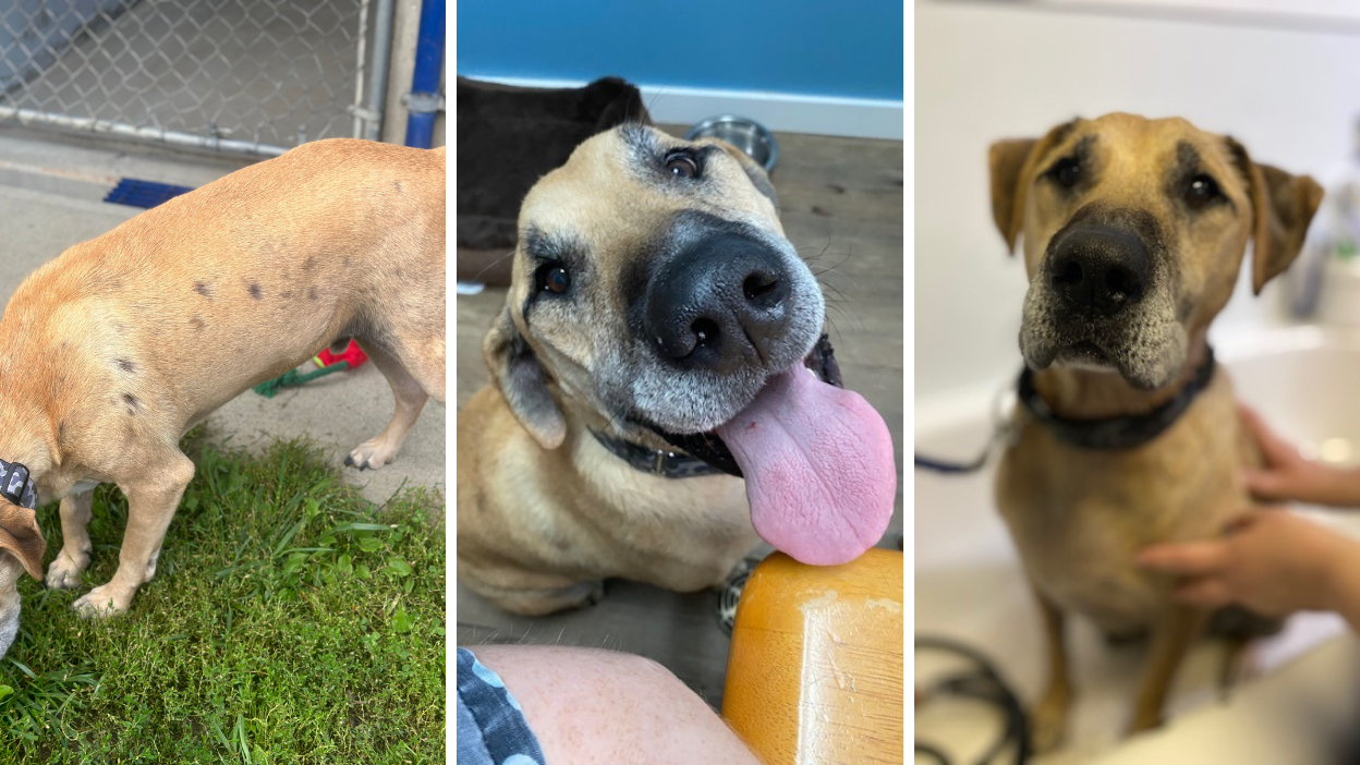 Carlos - BC SPCA - Medical Emergency