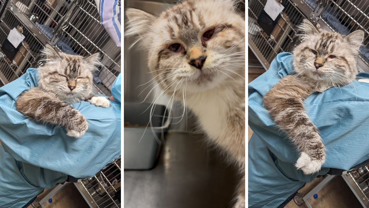 Mash - BC SPCA - Medical Emergency