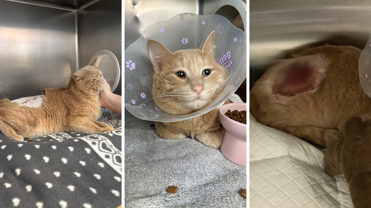 Chuck - BC SPCA - Medical Emergency