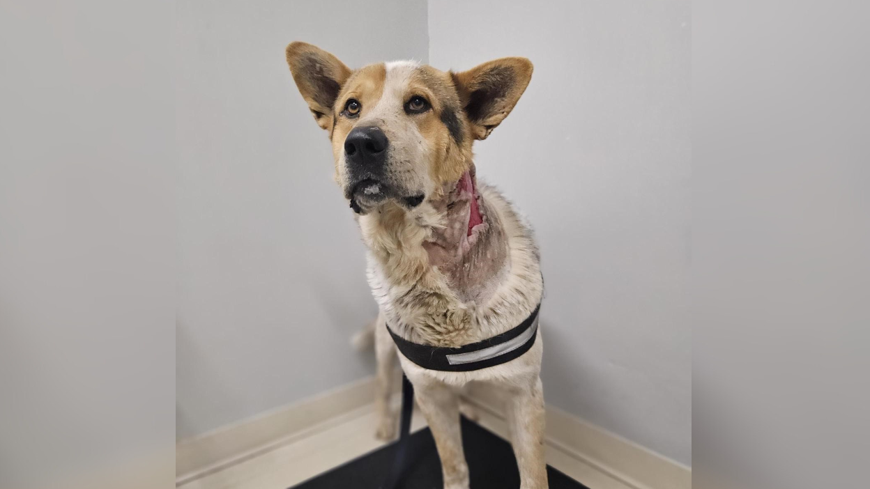 Rover - BC SPCA - Medical Emergency
