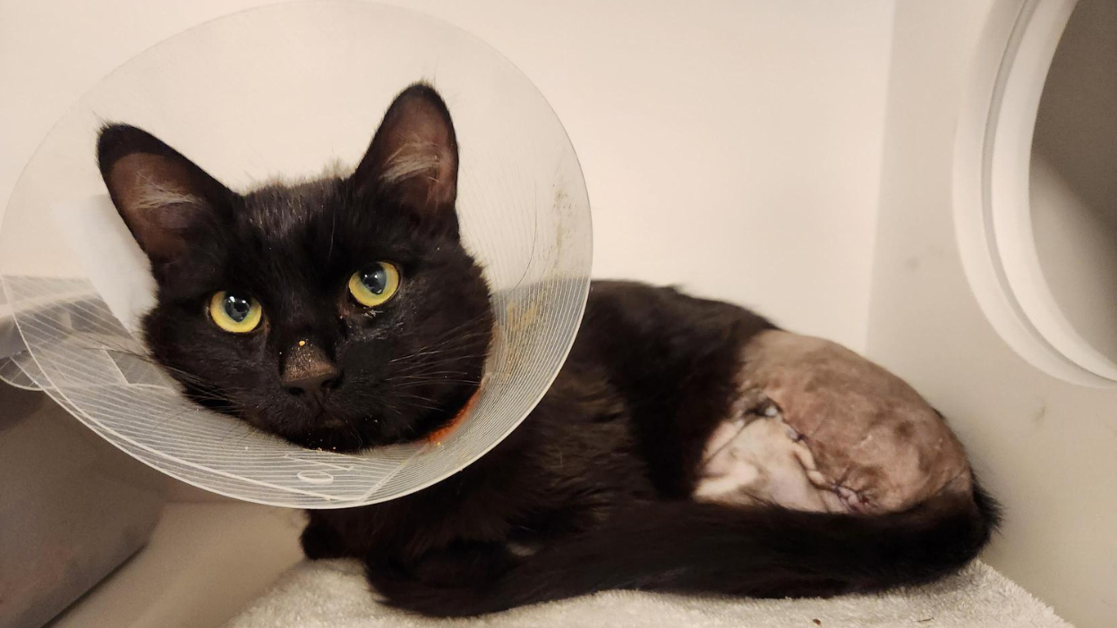 Declan - BC SPCA - Medical Emergency