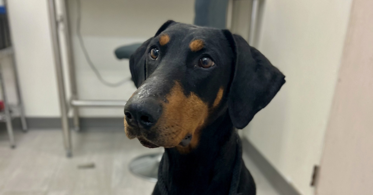 Molly - BC SPCA - Medical Emergency