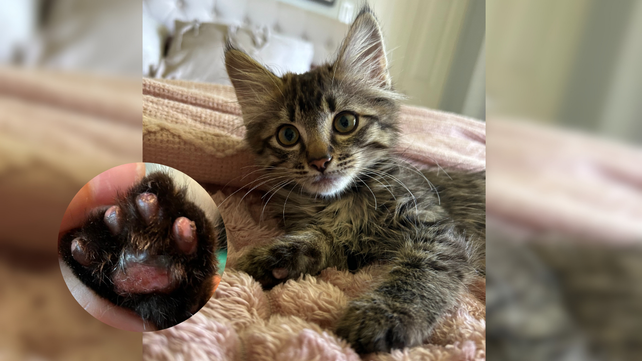 Fred - BC SPCA - Medical Emergency