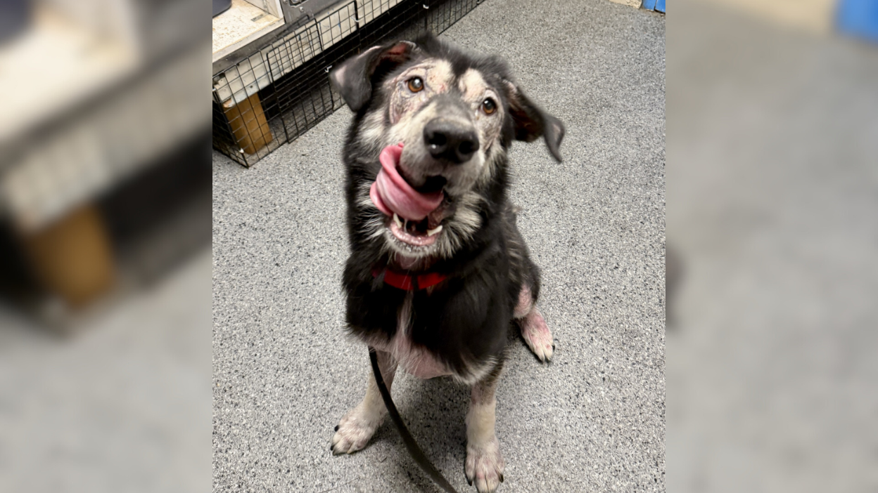 Hawksley - BC SPCA - Medical Emergency