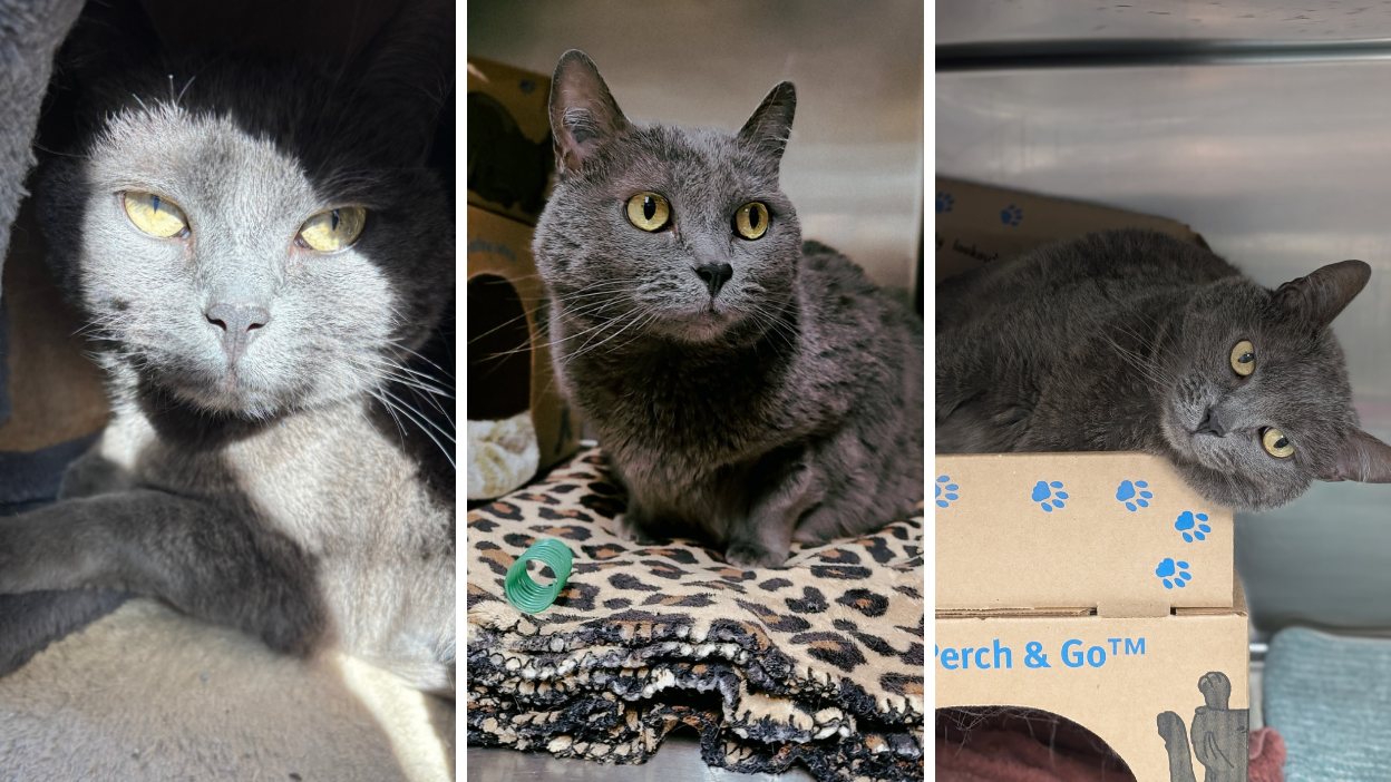 Piper - BC SPCA - Medical Emergency