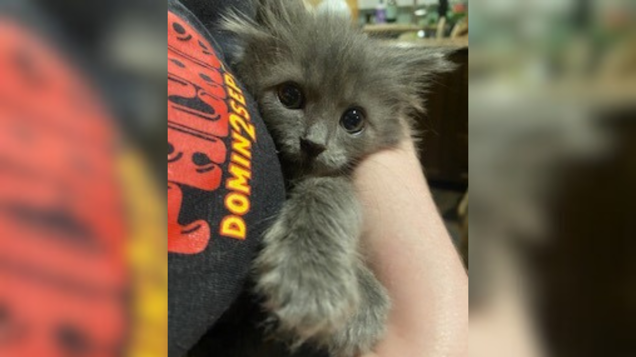 Twizzler - BC SPCA - Medical Emergency
