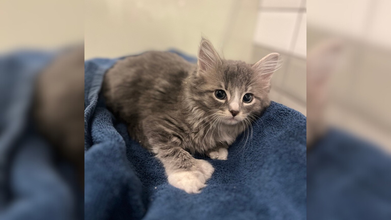Daisy Bc Spca Medical Emergency