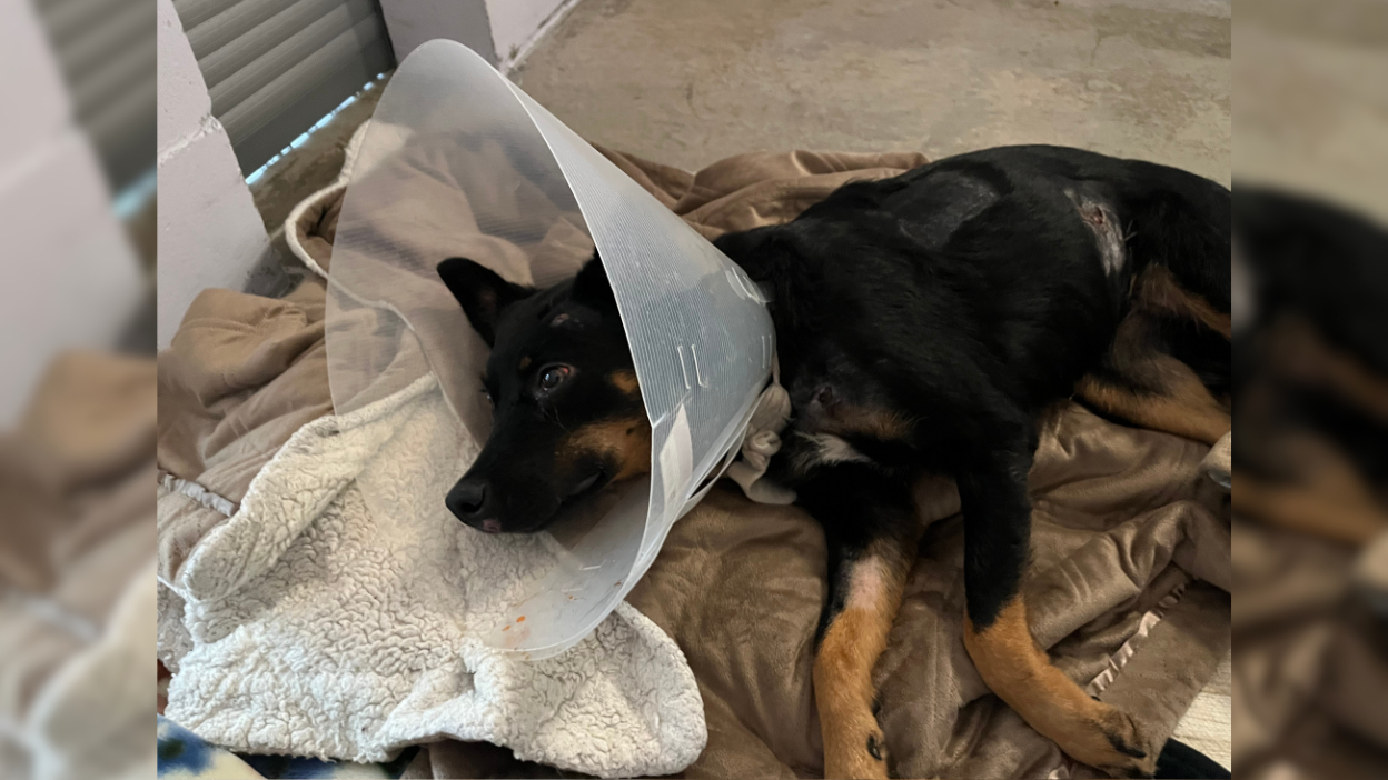 Bannock - BC SPCA - Medical Emergency